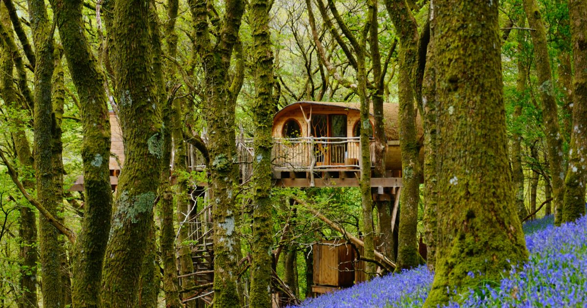 Two Night Family Stay In A Treehouse In Wales | WonderDays