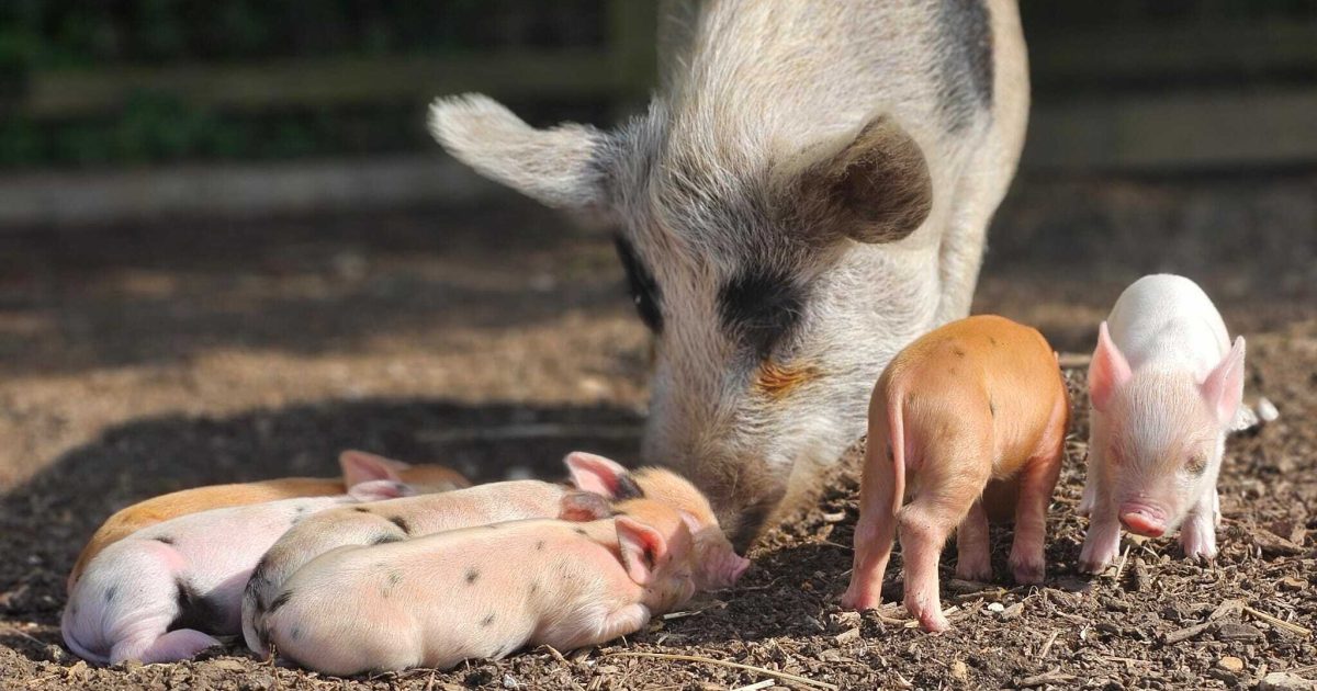 Pig Enthusiast Experience | WonderDays