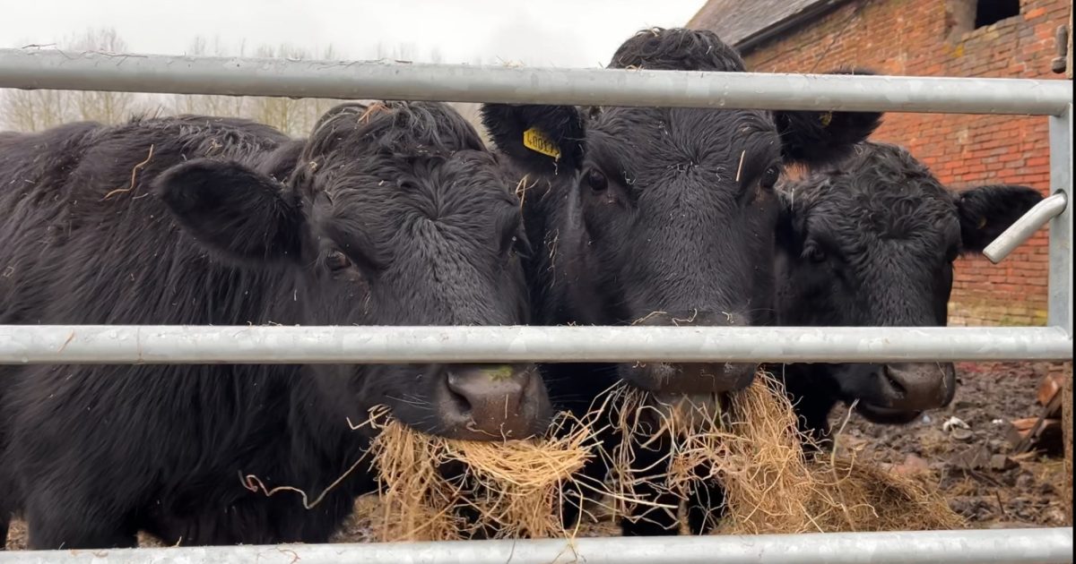 Cow Cuddling "Meet The Mini Moos!" Experience In… | WonderDays