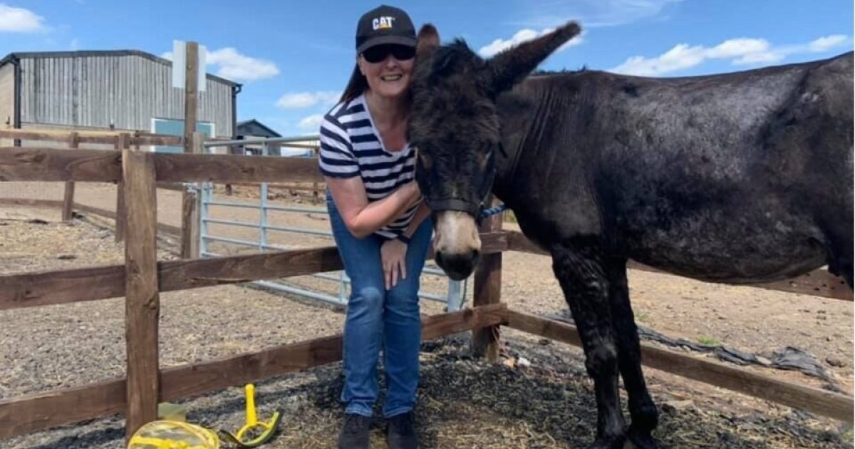 Donkey Grooming Experience | WonderDays