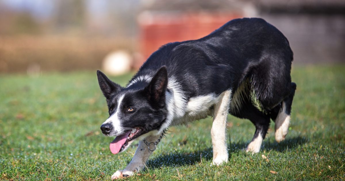 New Product Alert: Sheepdog Training Experience –… | WonderDays