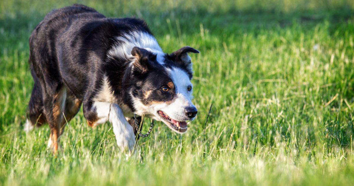 Sheepdog Training Experience | WonderDays