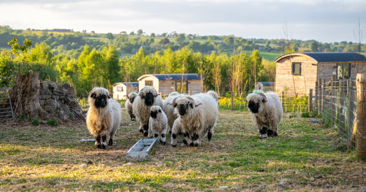 Farms Experience Days | WonderDays