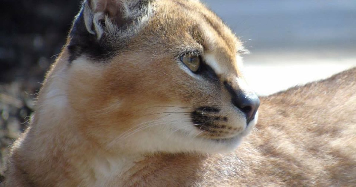 Carnivore Combo Experience | WonderDays™