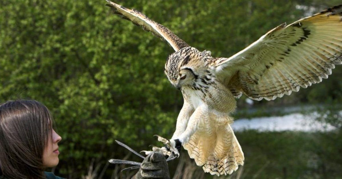 Elite Falconry Experience | WonderDays