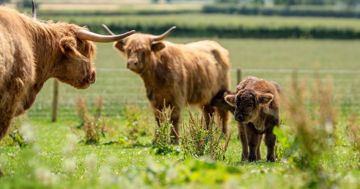 Group Highland Cow Experience with Working Farm Tour | WonderDays