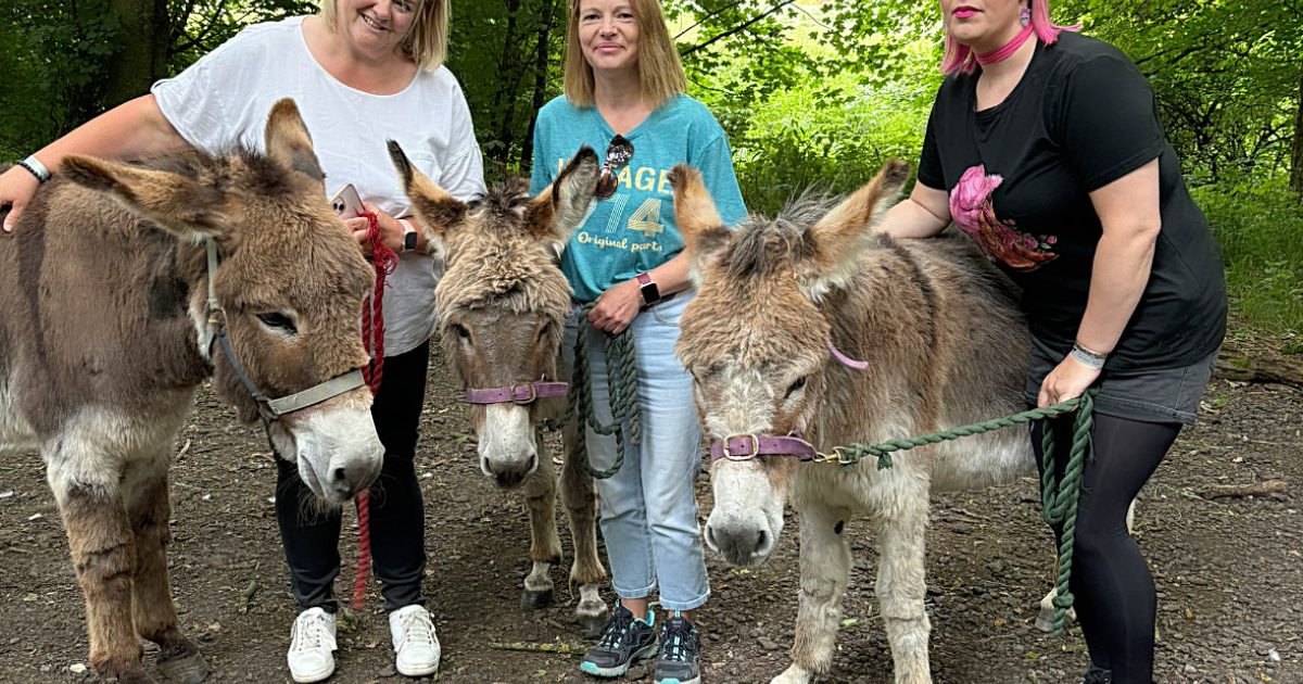 Donkey Walk Experience | WonderDays