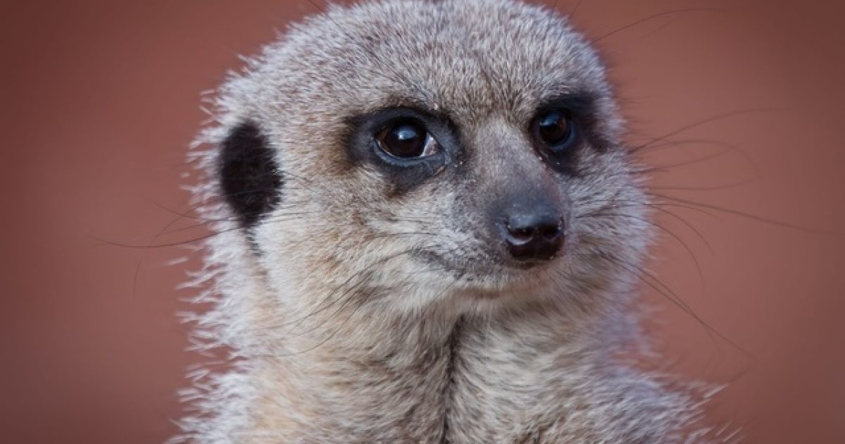 Meerkat Encounter Experience For Two | WonderDays
