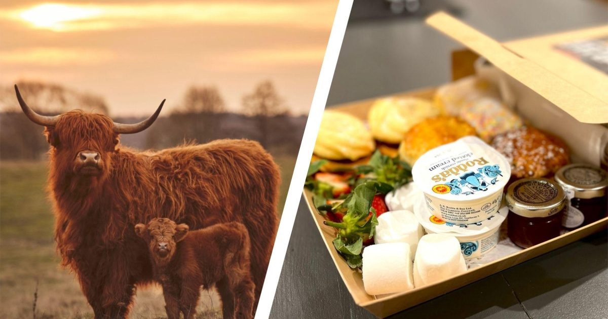 Highland Cow Cuddling Experience with Afternoon Tea in… | WonderDays