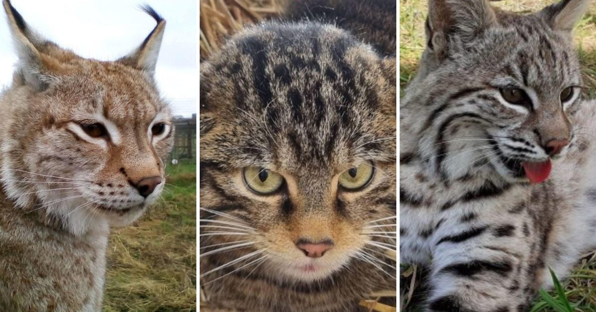 Wildcat Encounter Experience | WonderDays